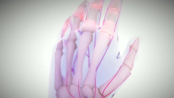 3D Human Hand Anatomy Animation, Motion Graphics | VideoHive