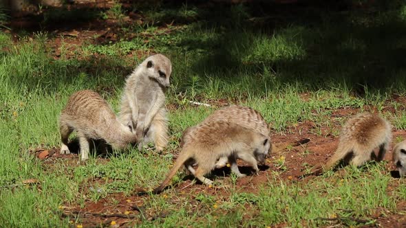 Foraging Meerkat Family, Stock Footage | VideoHive