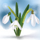 Snowdrops Spring Card by elladesign | GraphicRiver