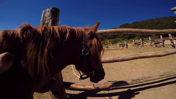Cuddling horse with saddle on farm, shot from point of view, Stock Footage