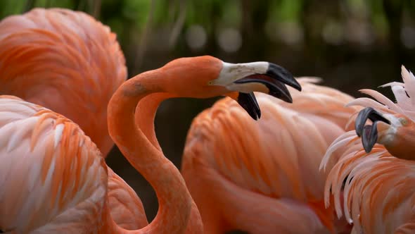 Flamingos Fighting Each Other with Their Beaks. Three Orange and White ...