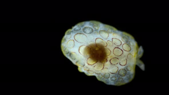 Sea slug Heterobranchia under a microscope, order Pleurobranchida ...