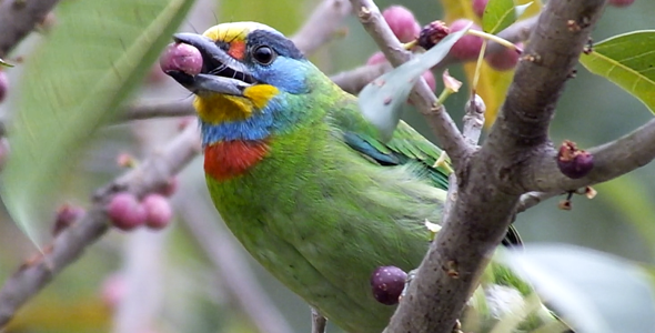 Five Colored Barbet, Stock Footage | VideoHive