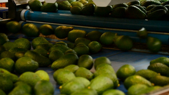Industry Avocados Packaging Line, Stock Footage | VideoHive