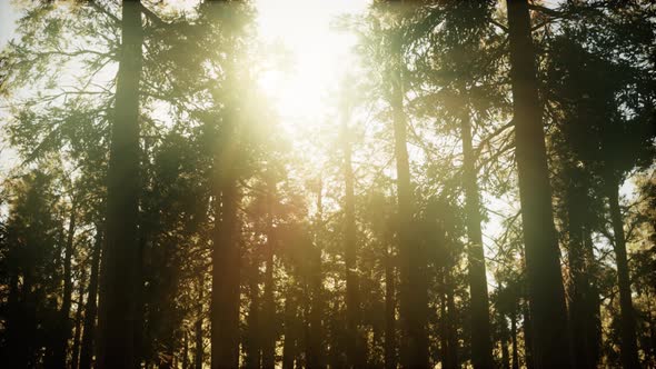 Hyperlapse in Sequoia Forest From Sunrise, Motion Graphics | VideoHive