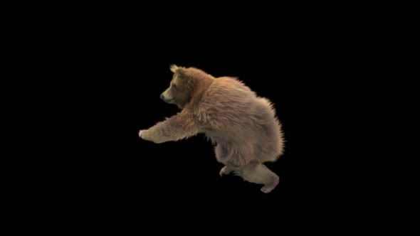 179 Bear Standing Sprint Forward HD, Motion Graphics | VideoHive
