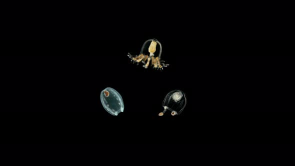 Three Small Jellyfish Under the Microscope, Different Types of Hydrozoa ...