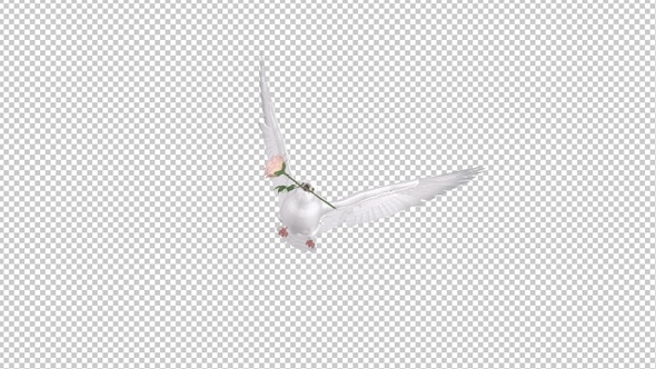 White Dove with Pink Rose - 4K Flying Transition II, Motion Graphics