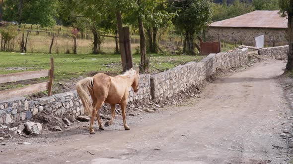 Brown horse walking on a rural pathway, Stock Footage | VideoHive