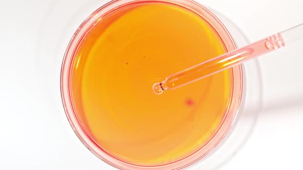Transparent Red Fluid Oil From a From Pipettes Dripping Into Petri ...