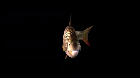 Fish Fast Swimming – Front View, Motion Graphics | VideoHive