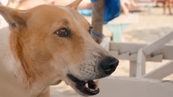 Dog Eating French Fries on Beach, Stock Footage | VideoHive