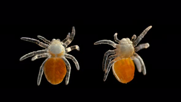 Spider under a microscope, Arachnida class, Stock Footage | VideoHive