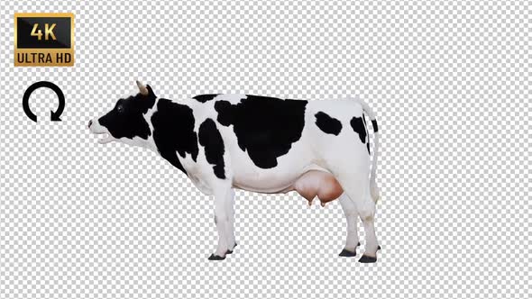 Cow İdle Side View, Motion Graphics | VideoHive