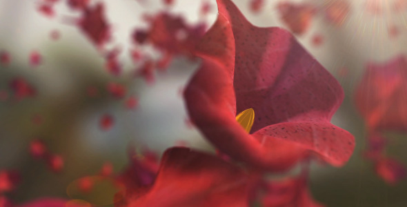 Flying Flower, Motion Graphics | VideoHive