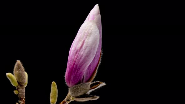 Time Lapse of Flowering Magnolia, Stock Footage | VideoHive