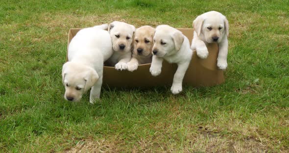 Yellow Labrador Retriever, Puppies Playing in a Cardboard Box, Normandy ...