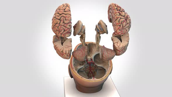 Size Intracranial Brain Structure Rotation Zoom Out Back, Motion Graphics