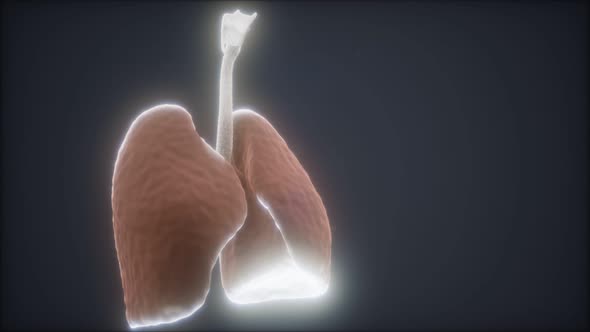 3d Animation of Human Lungs, Motion Graphics | VideoHive