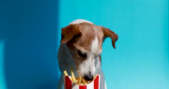 Dog Eating French Fries Blue Studio Background, Stock Footage | VideoHive