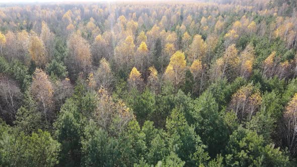 Ukraine Trees in the Autumn Forest in the Afternoon, Stock Footage