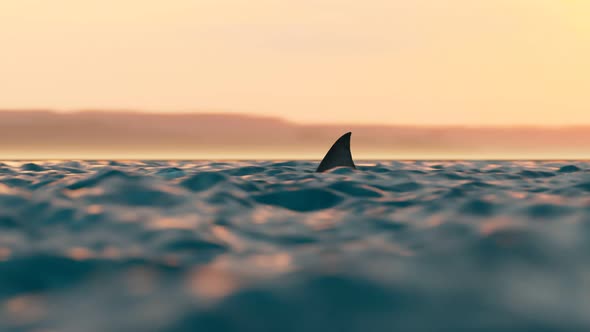 Animation of the shark fin moving swiftly at the surface of the sea ...