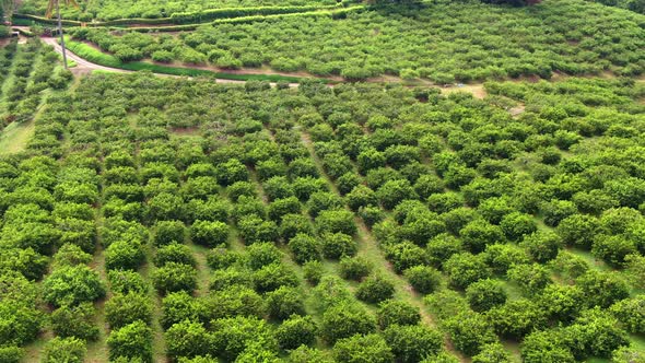 Soursop Plantation in the Highlands, Stock Footage | VideoHive