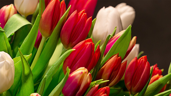 Bouquet of Bright Tulips Blooms 03, Stock Footage | VideoHive
