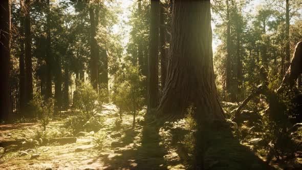 Hyperlapse in Sequoia Forest From Sunrise, Motion Graphics | VideoHive