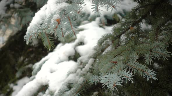 Snow Falling On The Fir Trees Branches 38, Stock Footage | VideoHive