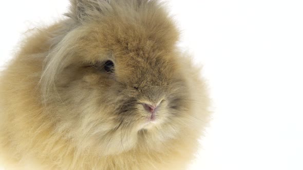 Small Red Rabbit Isolated on White Background. Close Up, Stock Footage