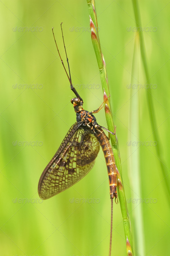 mayfly Stock Photo by nelsonart | PhotoDune