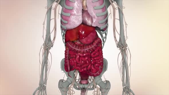 Human skeleton model on internal organs and vascular system, Motion ...