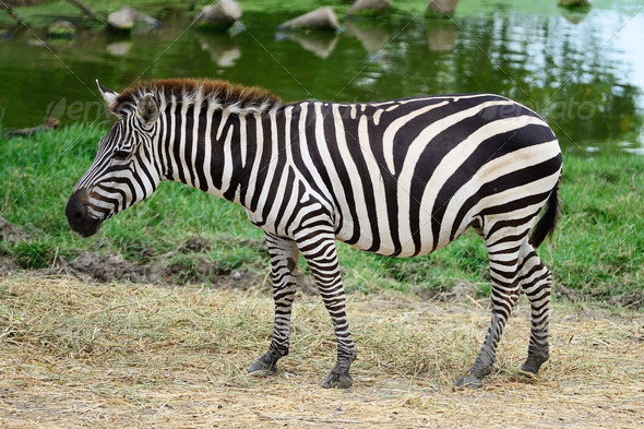 Common Zebra Stock Photo by panuruangjan | PhotoDune