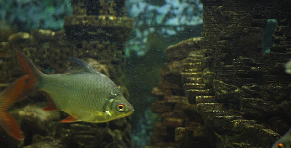 Aquarium Fish 14, Stock Footage | VideoHive