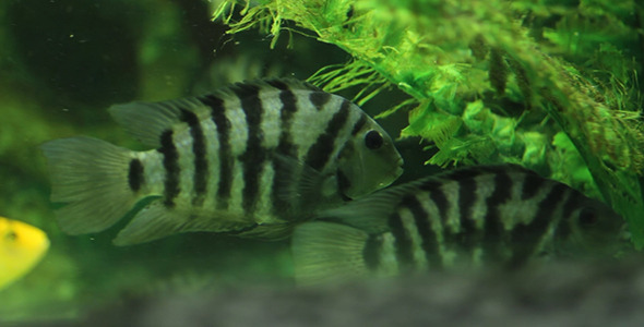 Aquarium Fish 16, Stock Footage | VideoHive