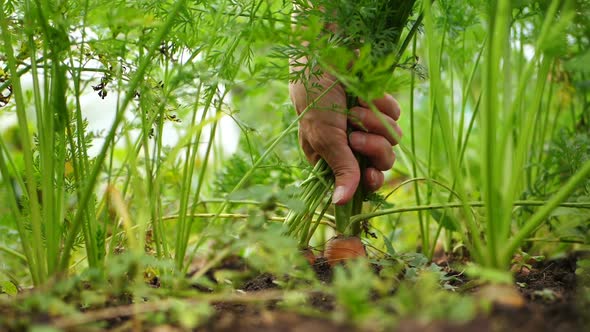 Carrots Pulled Out of the Ground, Stock Footage | VideoHive