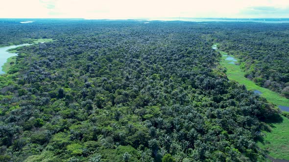 Stunning landscape of Amazon Forest at Amazonas State Brazil., Stock ...