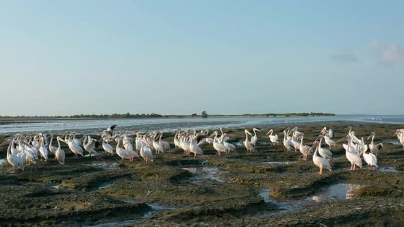 Muddy zone, at the end of a 30 km long bay, channels formed by the ...