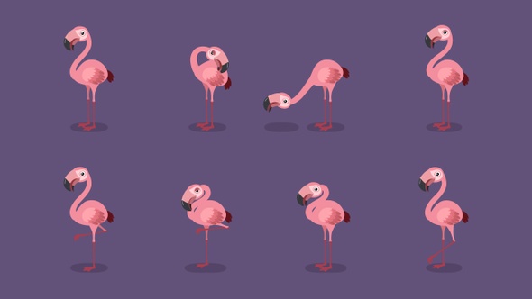 Cartoon Flamingo, Motion Graphics | VideoHive