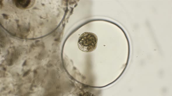 movement of the cochlea embryo at the initial stage of development ...