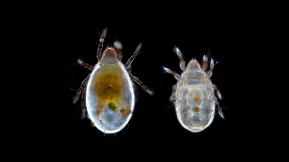 Two Mite Acari Under the Microscope Possibly of the Acaridae Family ...
