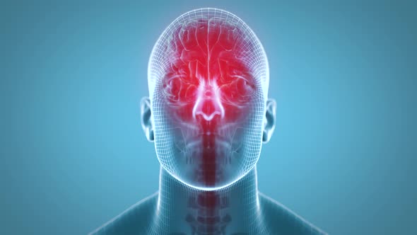 X Ray Human brain, Motion Graphics | VideoHive