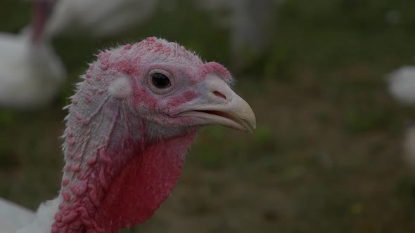 Turkey bird high definition slow motion footage in 1920x1080 resolution ...