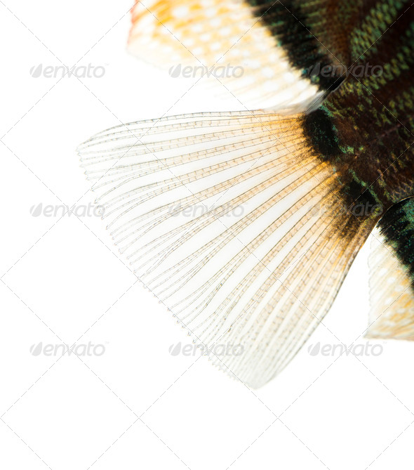 Close-up of a Blue snakeskin discus' caudal fin, Symphysodon ...