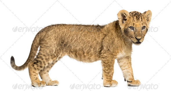 Side view of a Lion cub standing, looking down, 10 weeks old, isolated ...