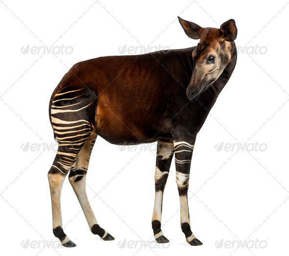 Side view of an Okapi standing, looking back, Okapia johnstoni ...