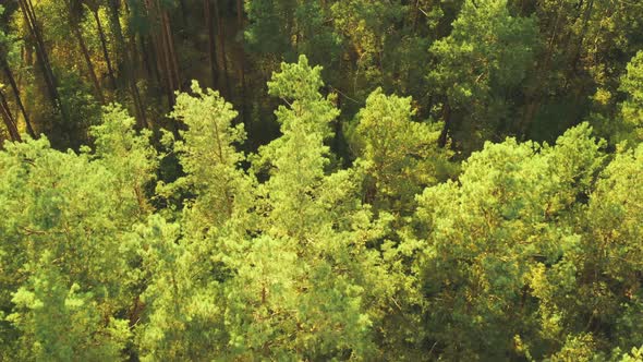 Aerial View Of Green Forest Landscape. Top View In Summer Evening ...