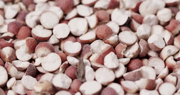 Chinese Gordon euryale seed, Stock Footage | VideoHive