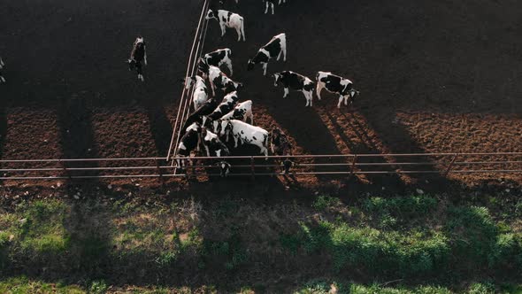 A Cowshed Barn with Lots of Cows. Aerial Drone Shot. Cows From a Dairy ...